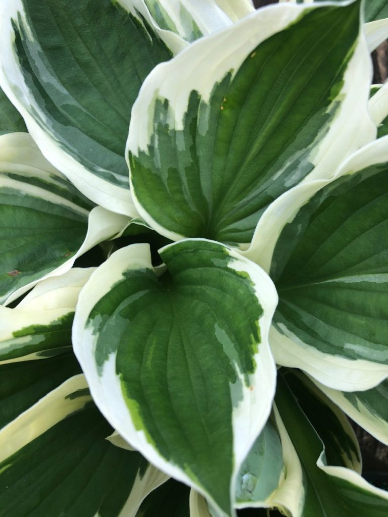 Hosta Minuteman - Stadler Nurseries