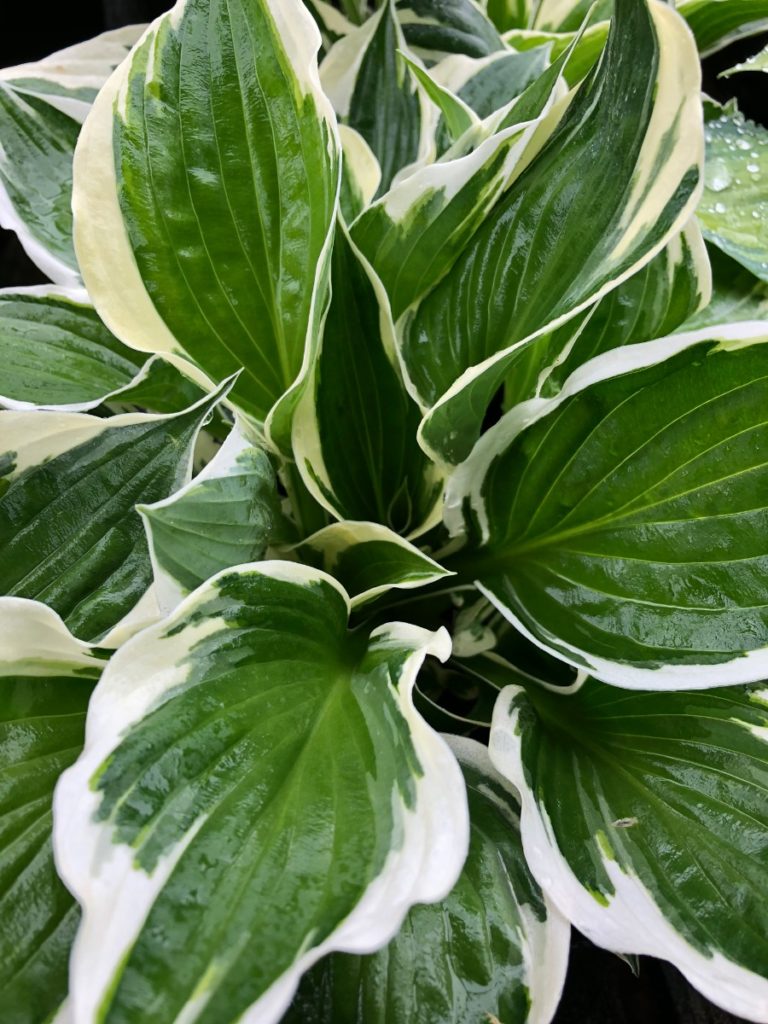 Hosta Patriot - Stadler Nurseries