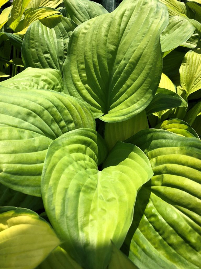 Hosta Royal Standard - Stadler Nurseries