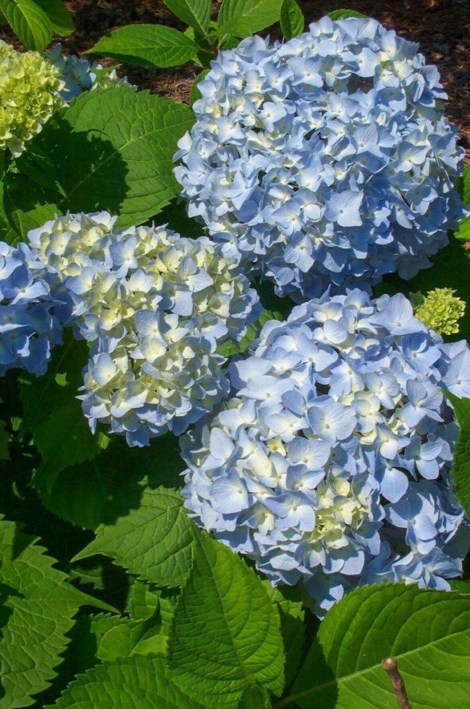 Hydrangea Nikko Blue - Stadler Nurseries