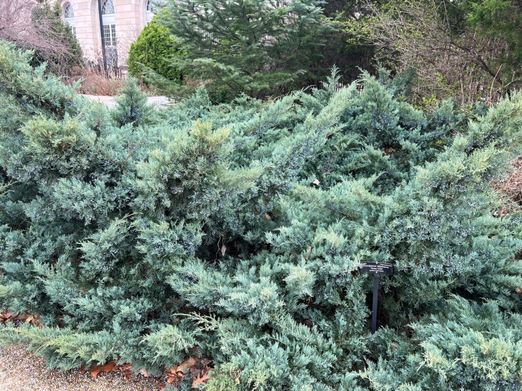 Juniper Grey Owl - Stadler Nurseries