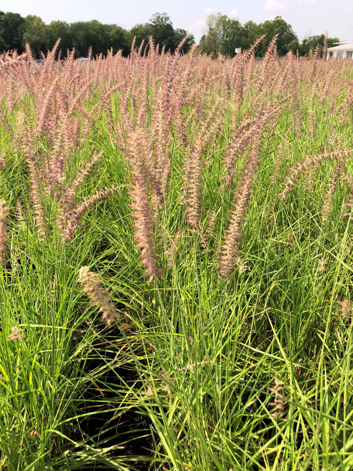 Oriental Fountain Grass Karley Rose - Stadler Nurseries