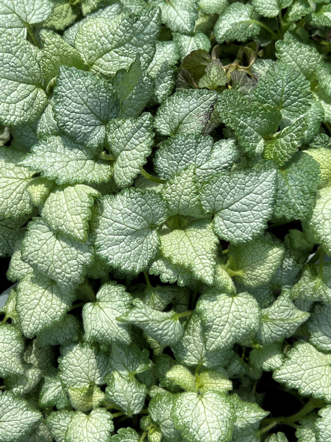 Lamium Purple Dragon - Stadler Nurseries