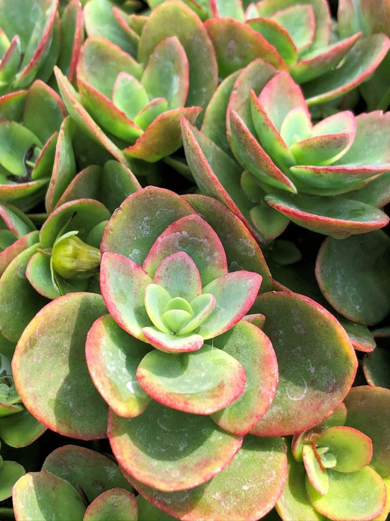 Sedum SUNSPARKLER® Lime Zinger - Stadler Nurseries