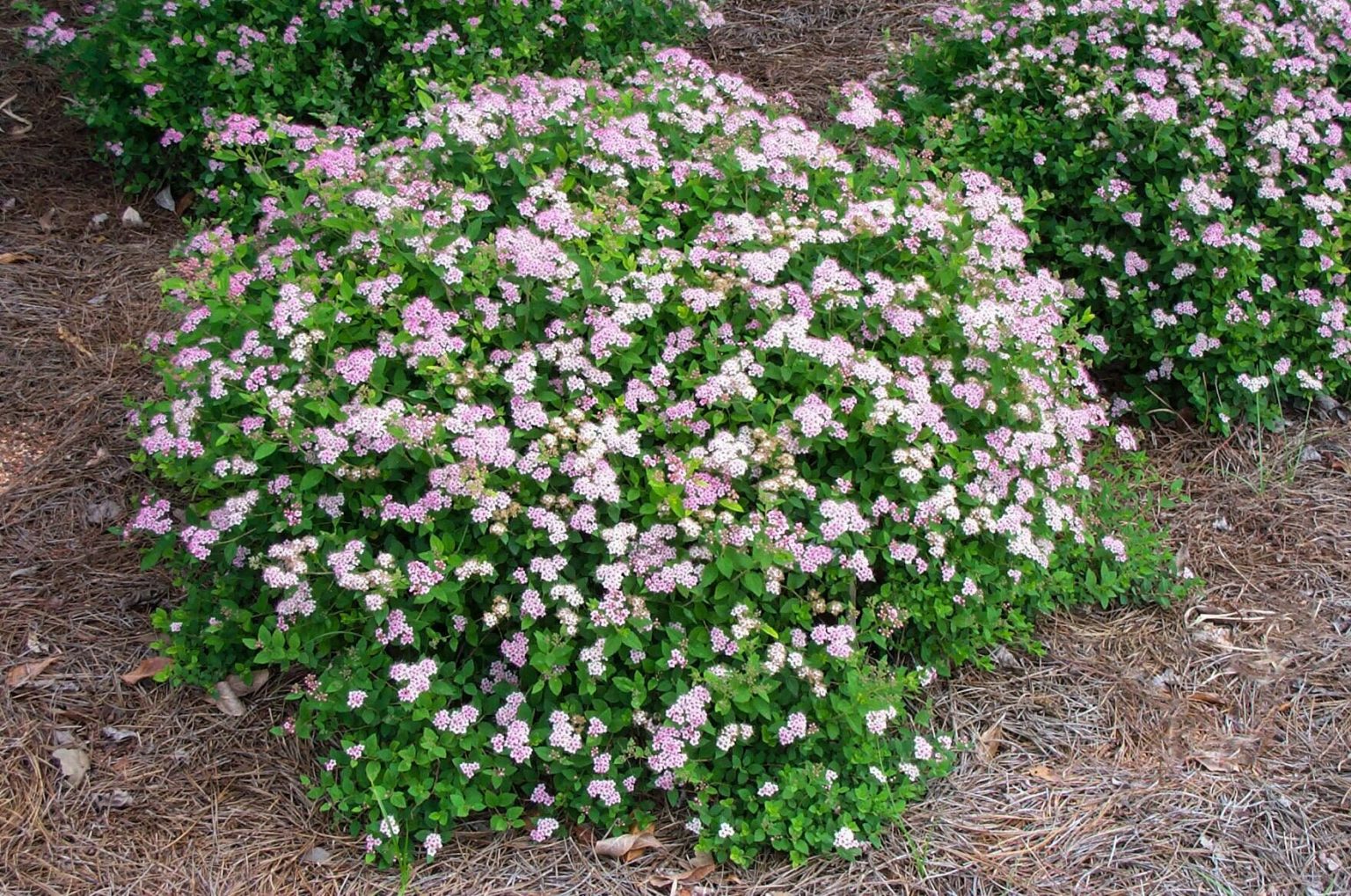 Spirea Little Princess - Stadler Nurseries