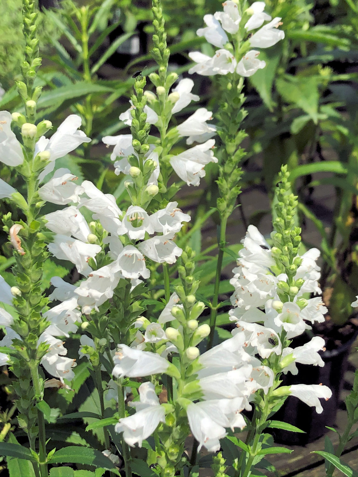 Obedient Plant Miss Manners - Stadler Nurseries