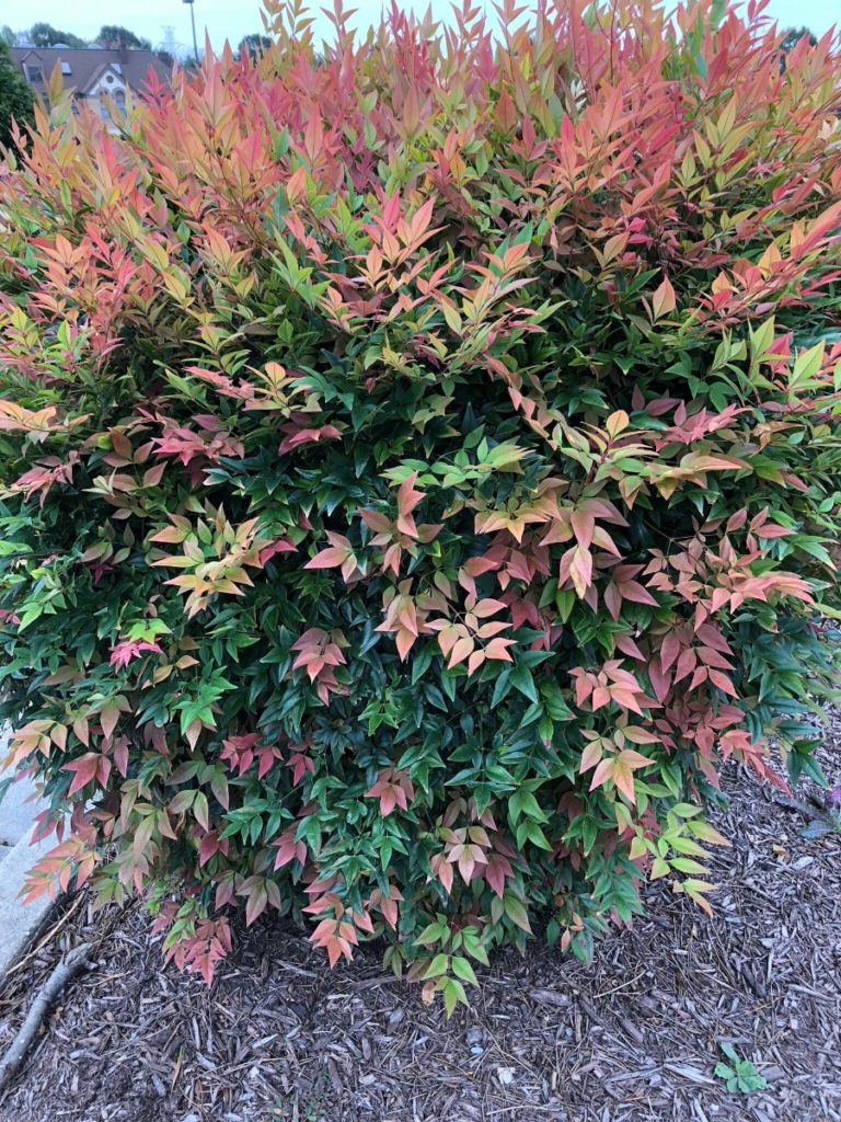 Nandina Gulf Stream - Stadler Nurseries