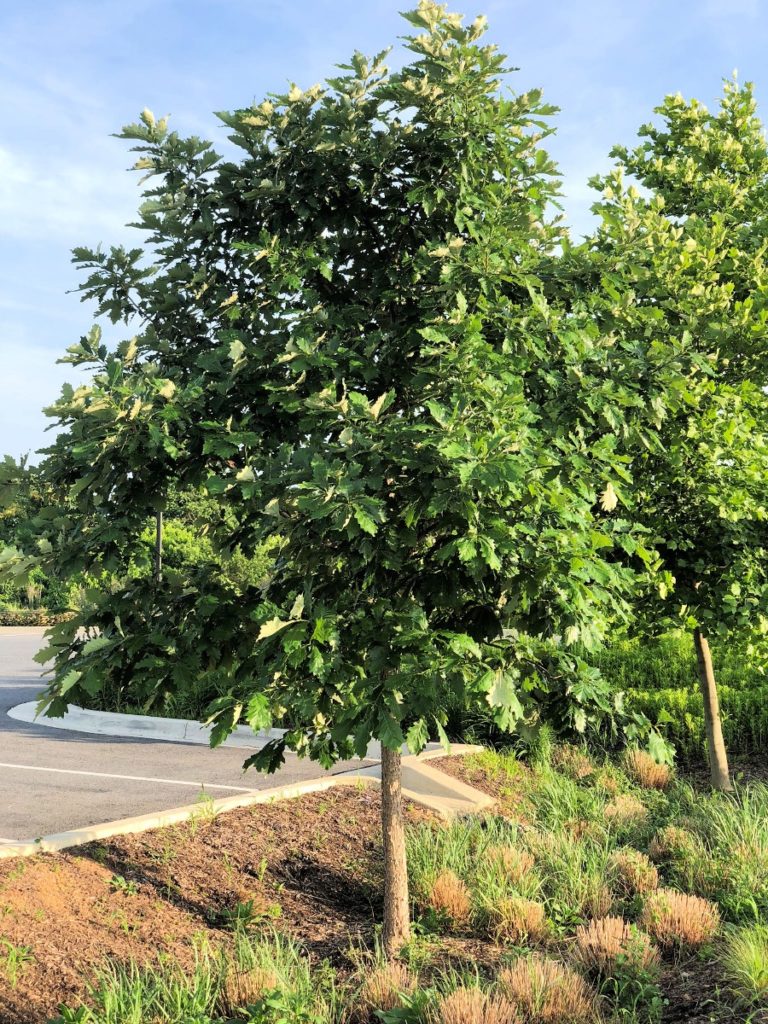 Oak Swamp White - Stadler Nurseries
