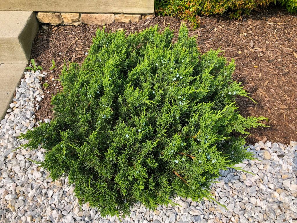 Juniper Parson's - Stadler Nurseries