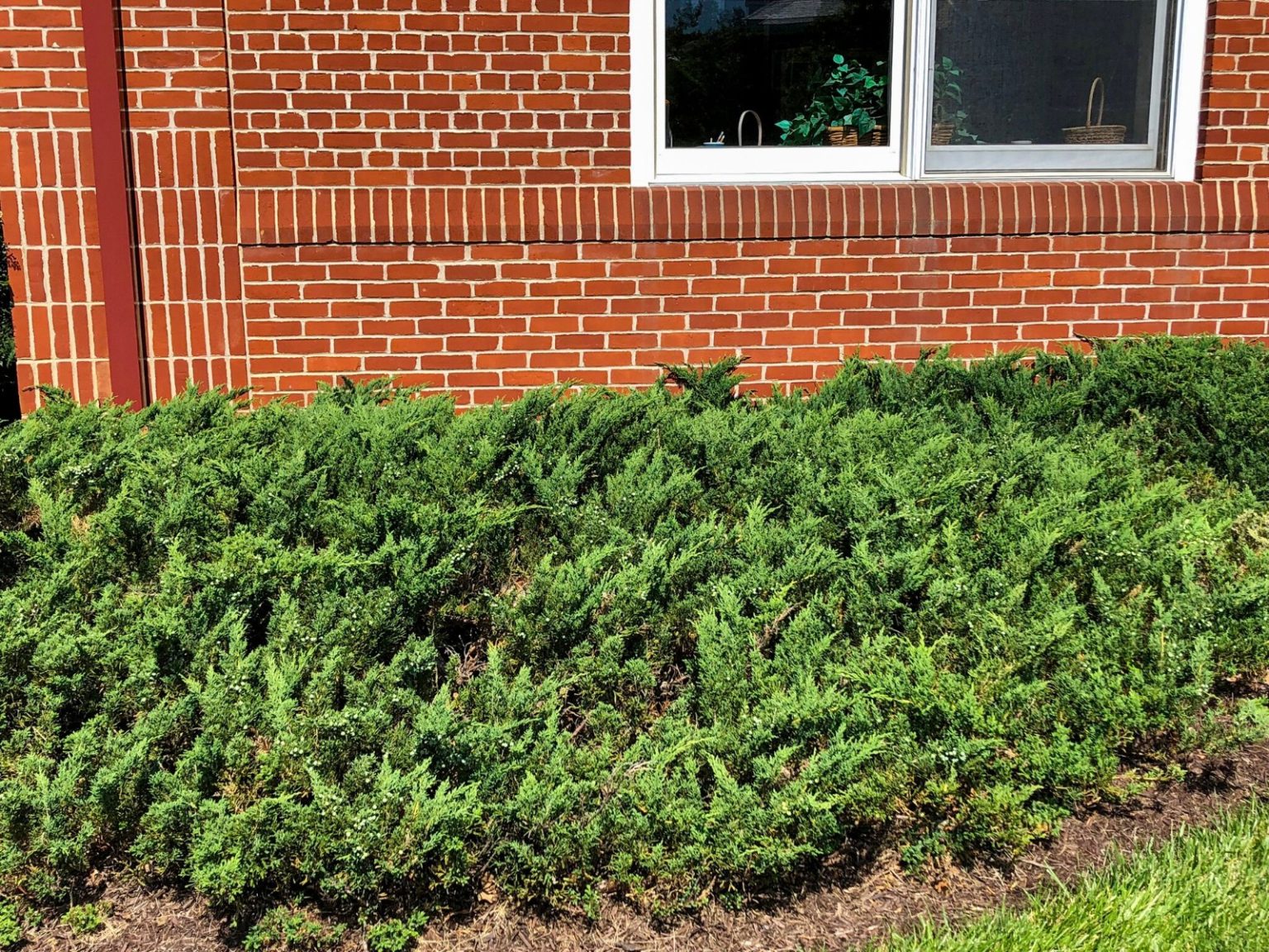 Juniper Parson's - Stadler Nurseries