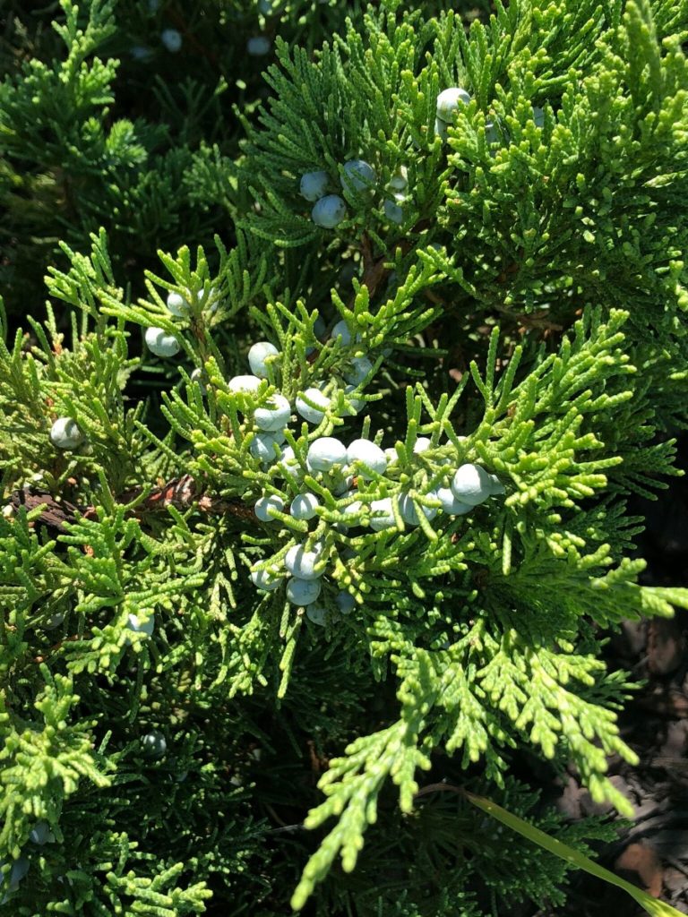 Juniper Parson's - Stadler Nurseries