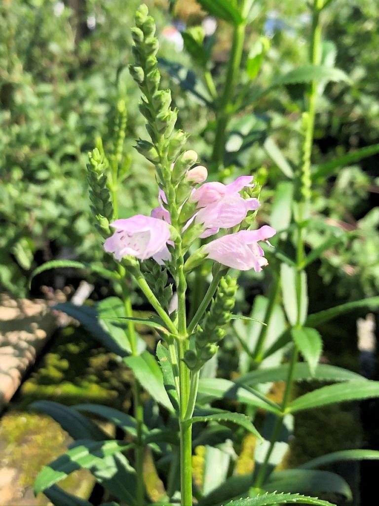 Obedient Plant Pink Manners - Stadler Nurseries