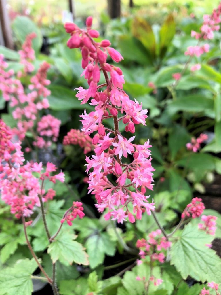 Foamy Bells Pink Revolution - Stadler Nurseries