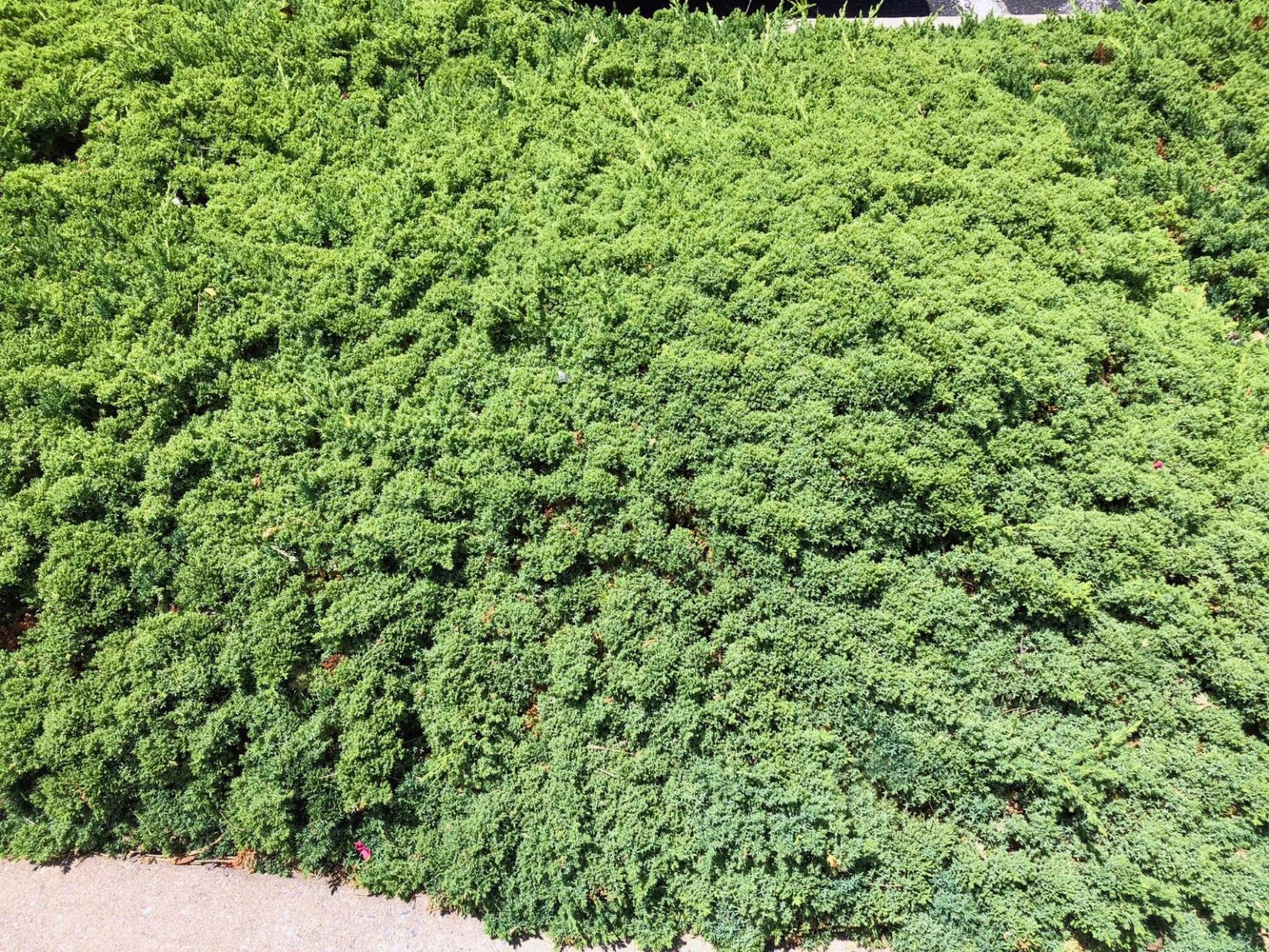 Juniper Japanese Garden - Stadler Nurseries