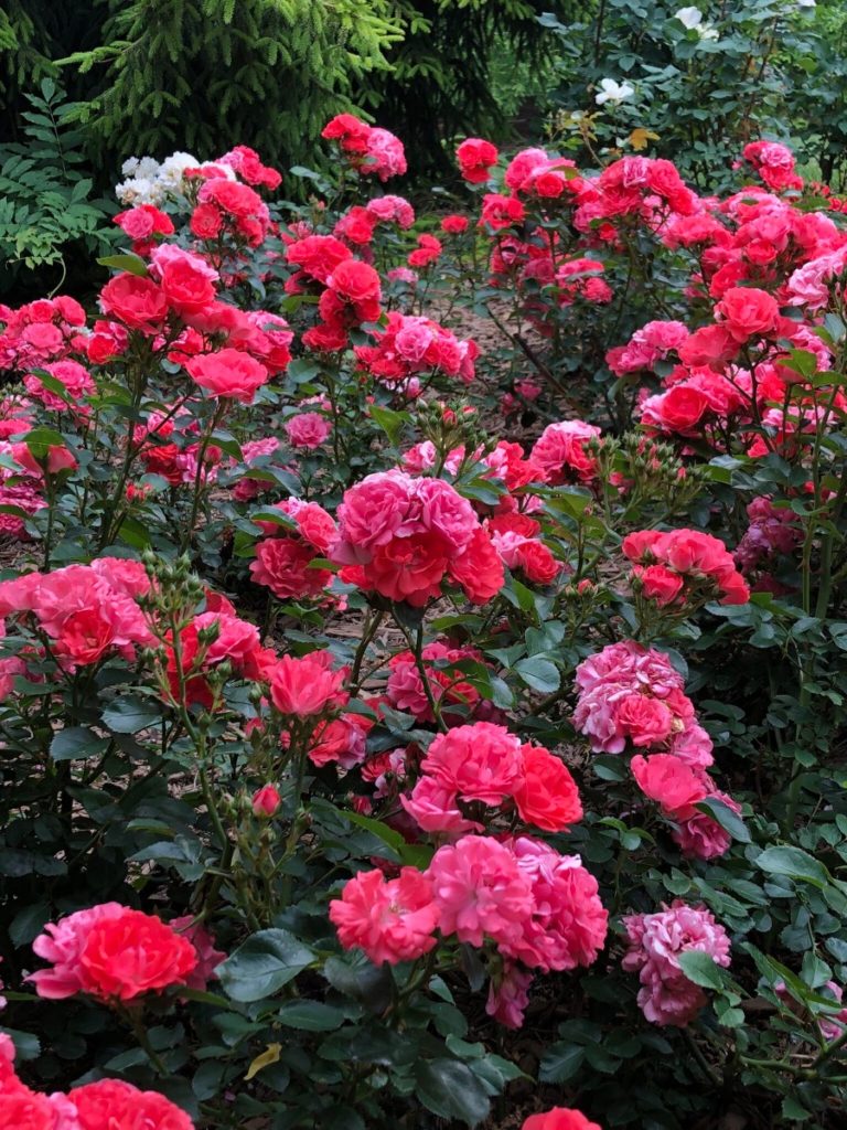 Rose Drift® Coral - Stadler Nurseries