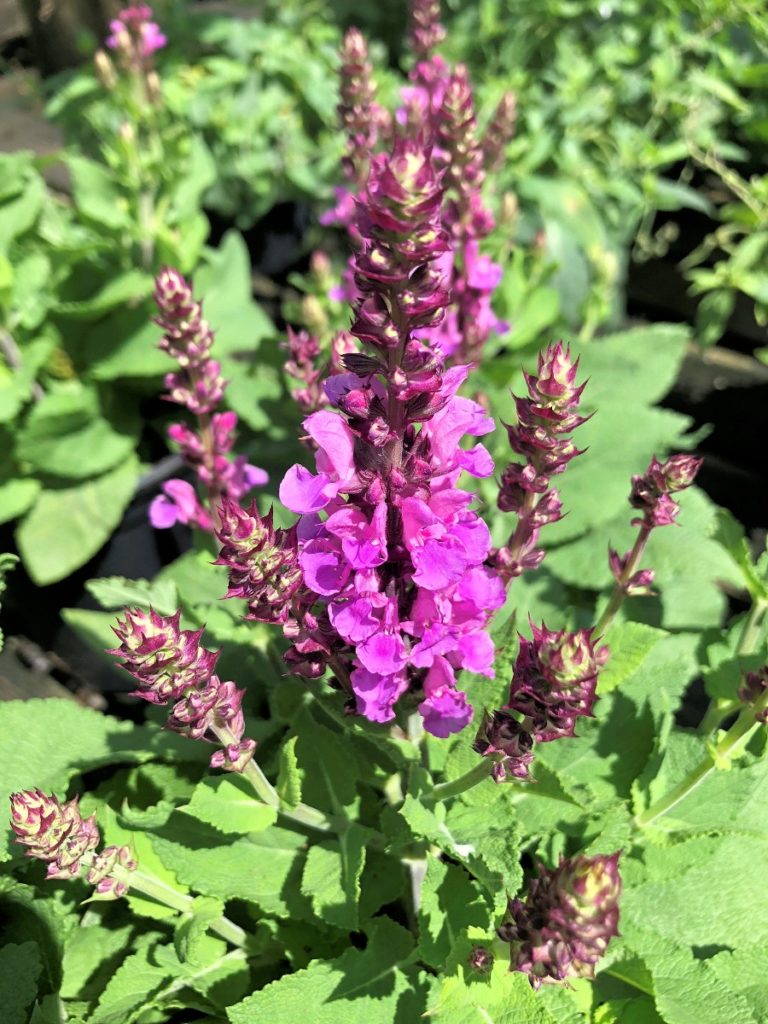 Salvia Rose Marvel - Stadler Nurseries