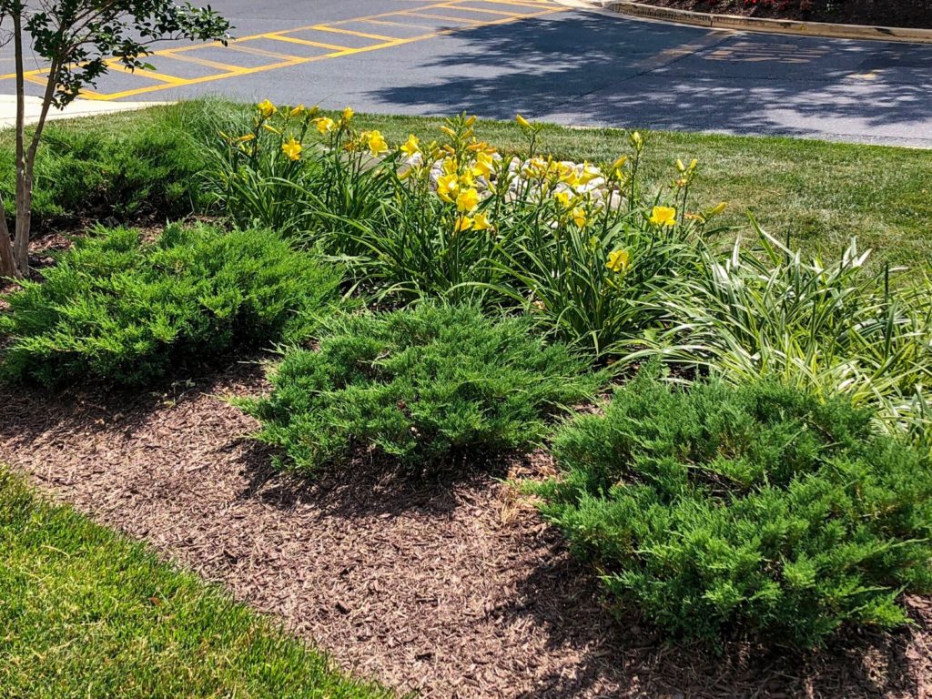 Juniper Sargent's - Stadler Nurseries