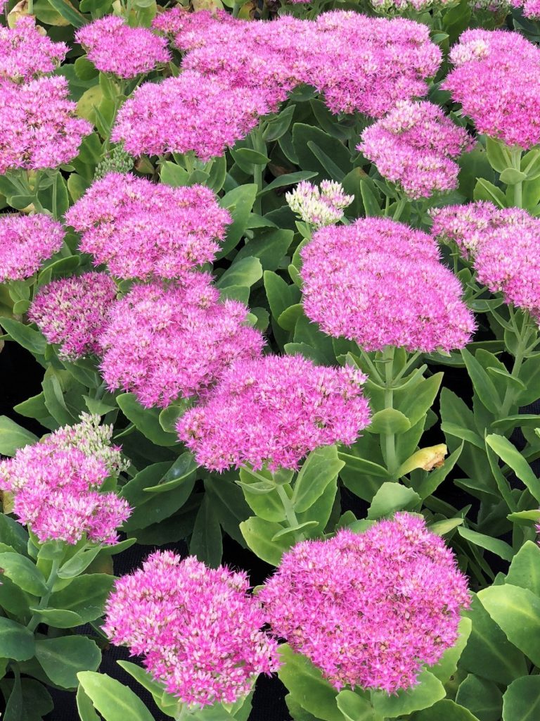 Sedum Neon - Stadler Nurseries