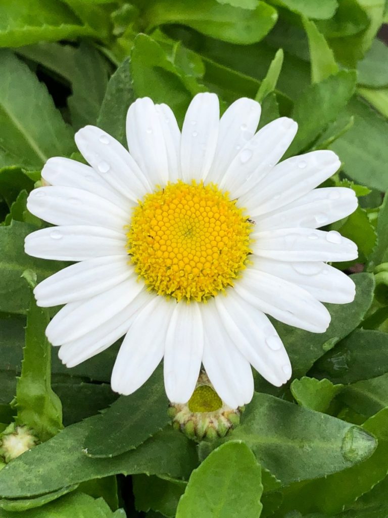 Shasta Daisy Snow Lady - Stadler Nurseries