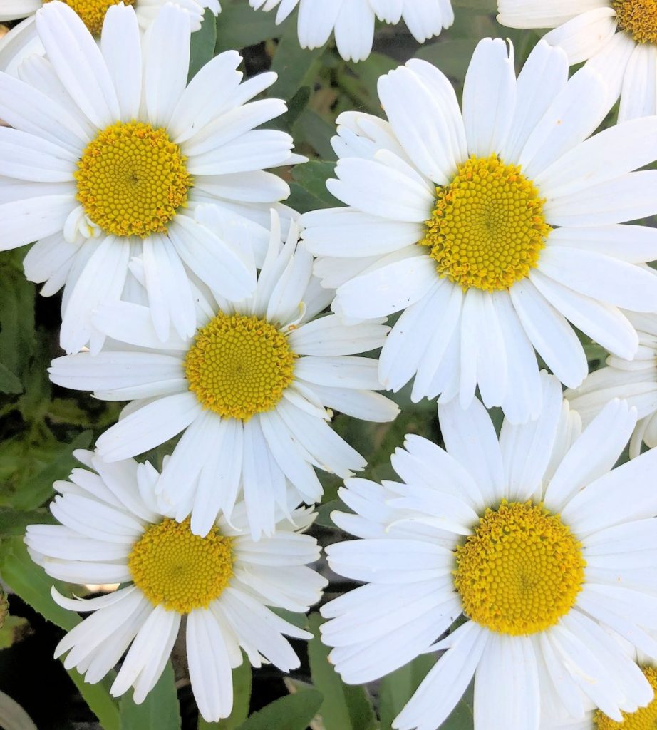 Shasta Daisy Snow Lady - Stadler Nurseries
