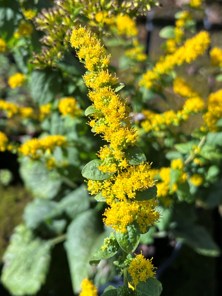 Goldenrod Golden Fleece - Stadler Nurseries