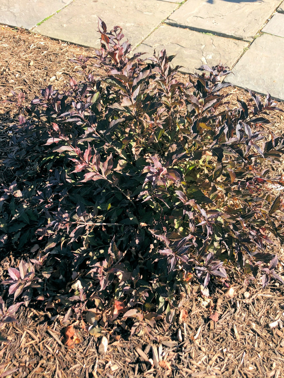 Weigela Spilled Wine® - Stadler Nurseries