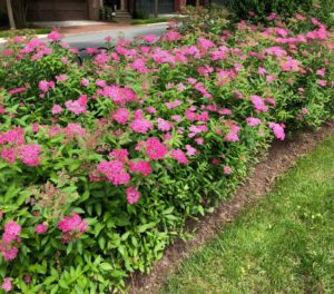 Spirea Neon Flash - Stadler Nurseries