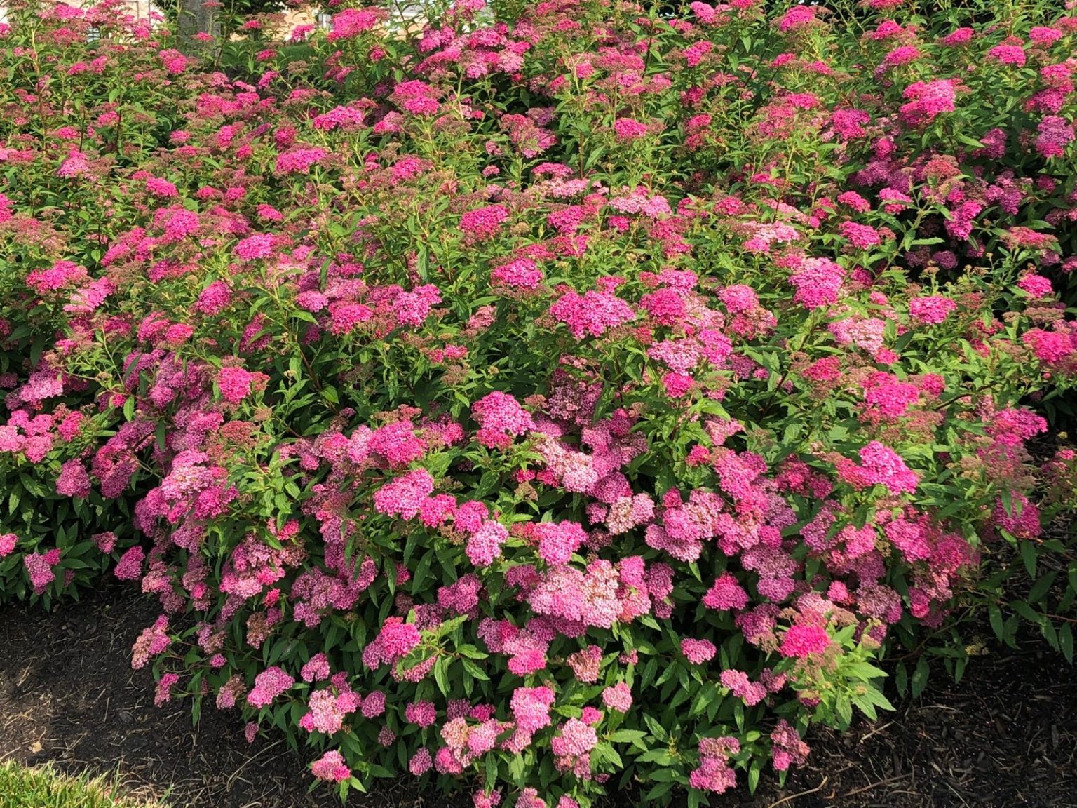 Spirea Neon Flash - Stadler Nurseries