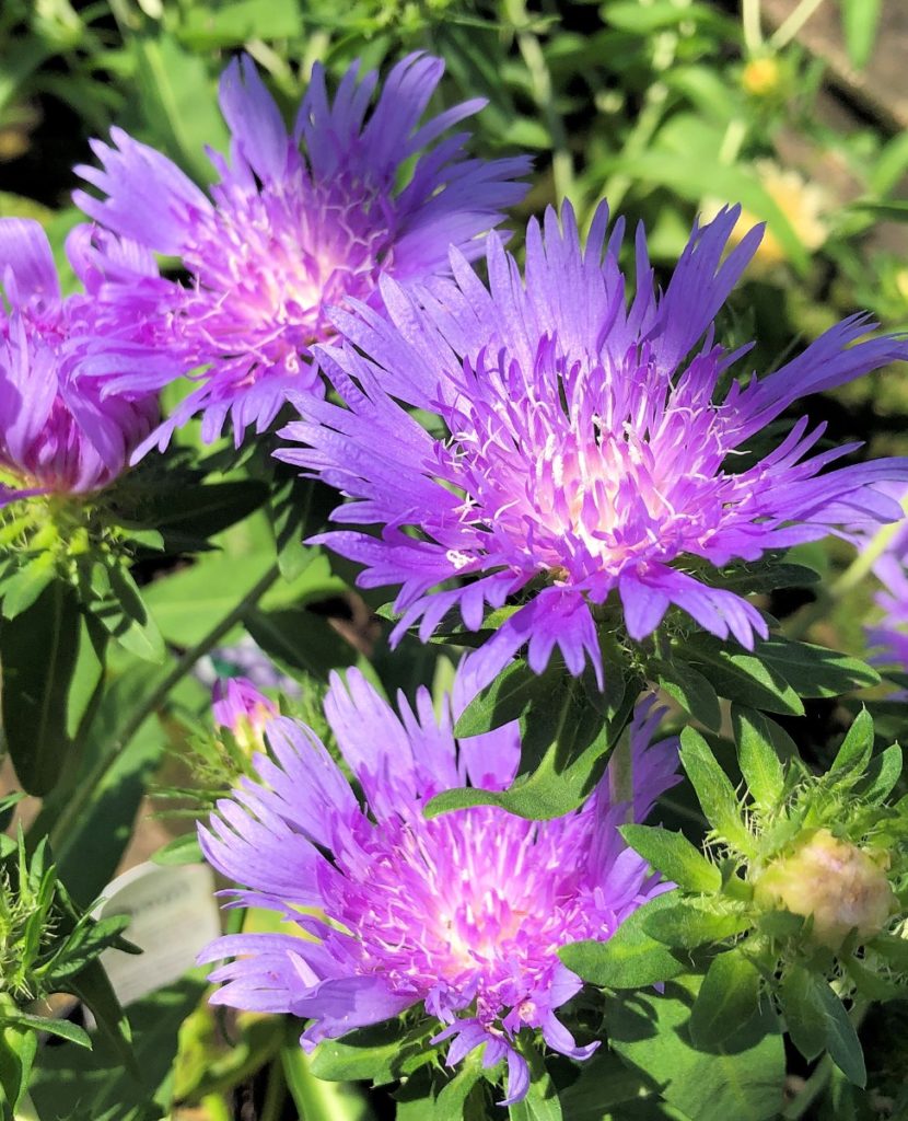 Stoke's Aster Blue Danube - Stadler Nurseries