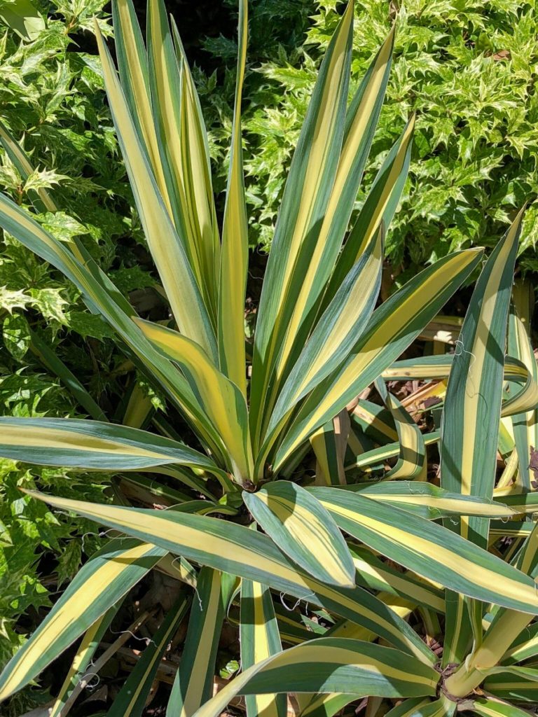 Yucca Color Guard - Stadler Nurseries