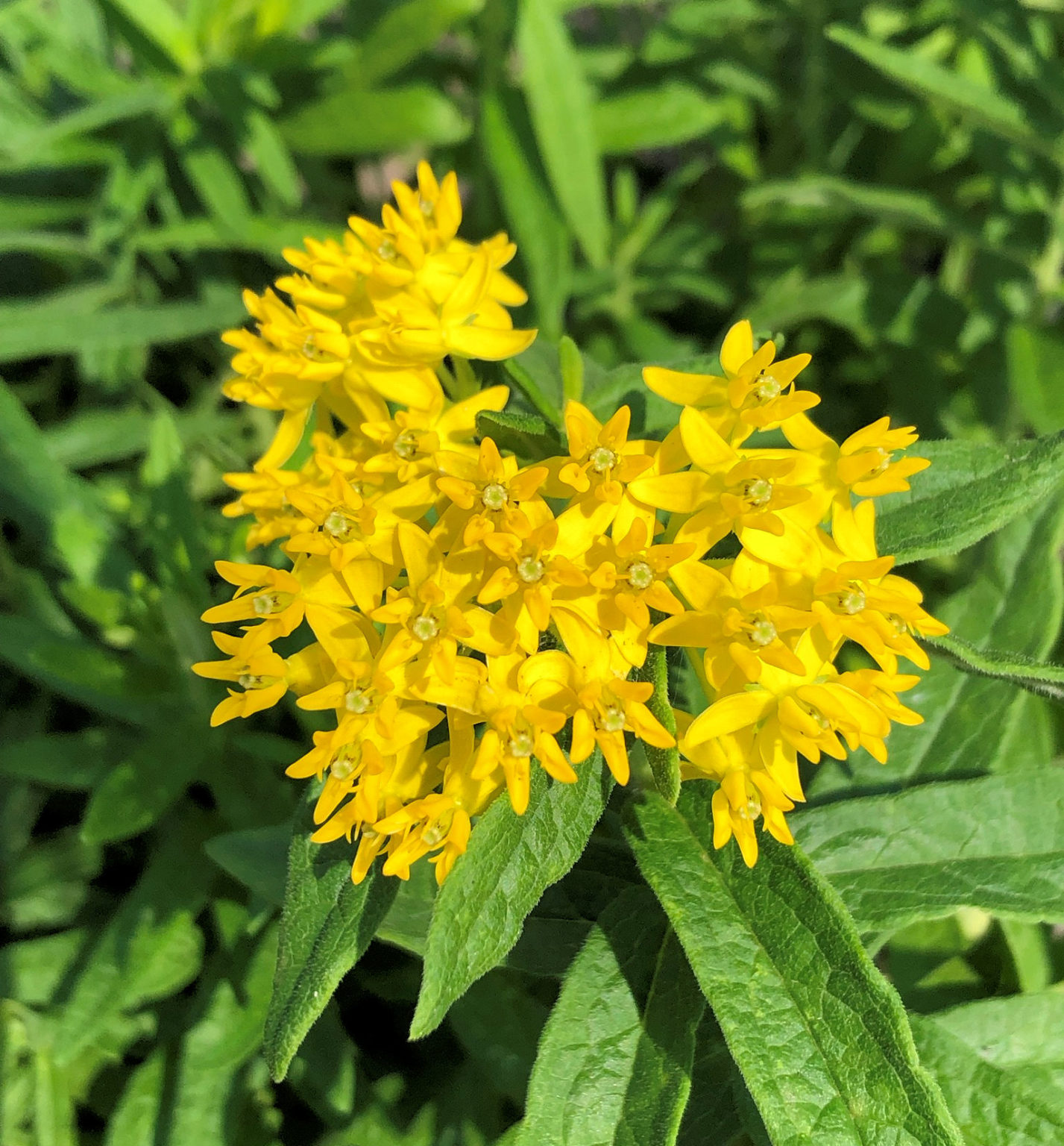 Butterfly Weed Hello Yellow - Stadler Nurseries