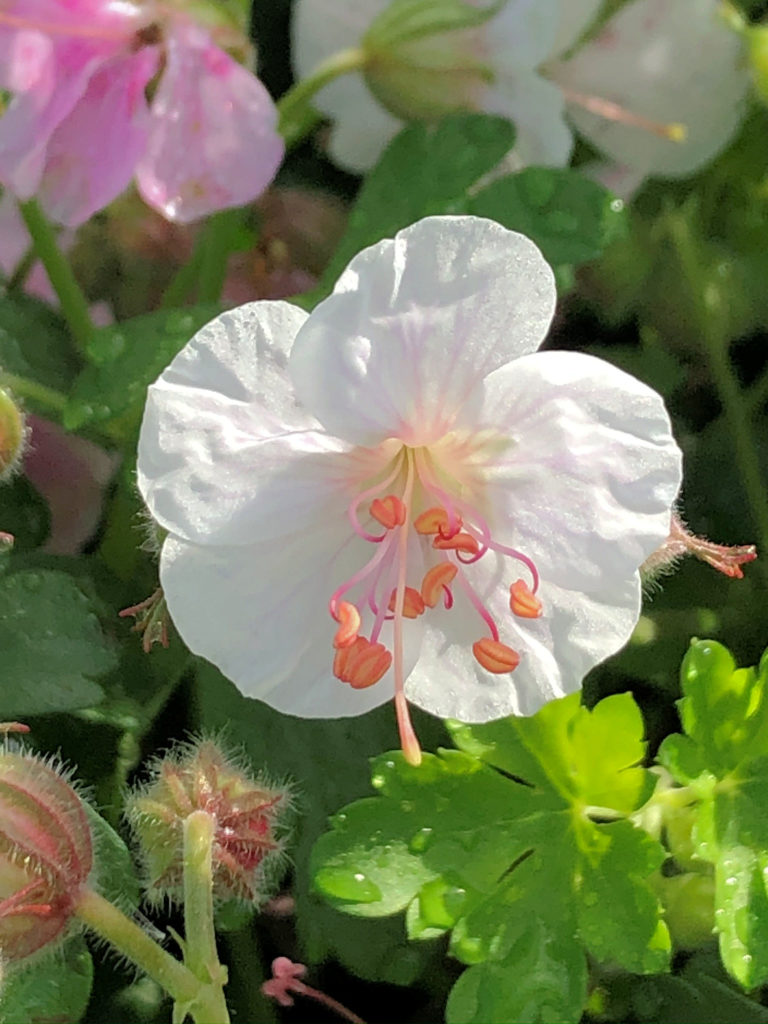 Geranium Biokovo - Stadler Nurseries