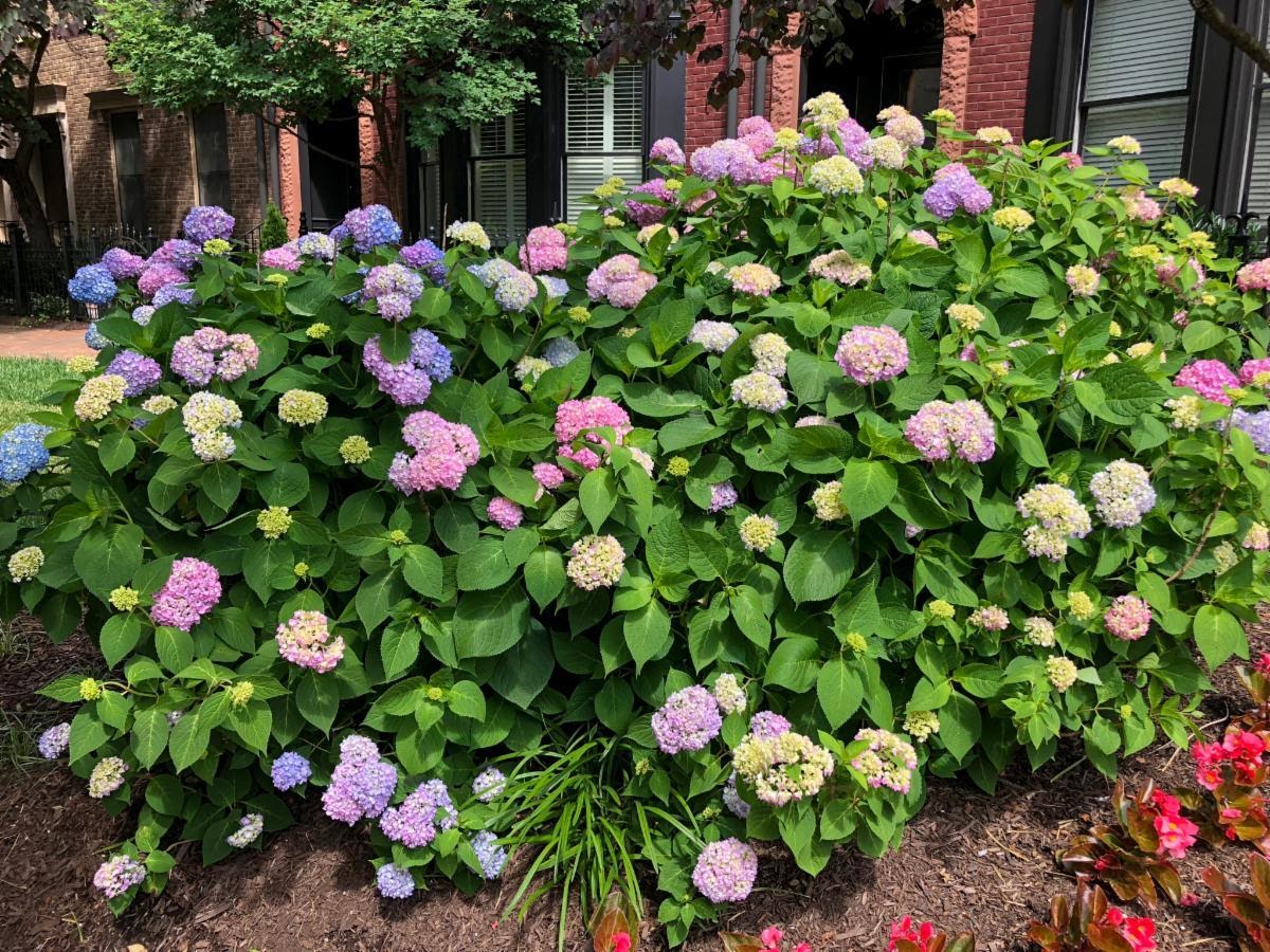Fall Care for Hydrangeas - Stadler Nurseries