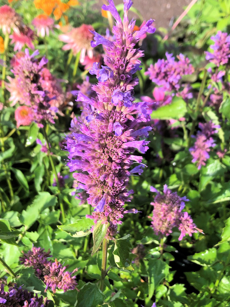 Hyssop Blue Boa - Stadler Nurseries