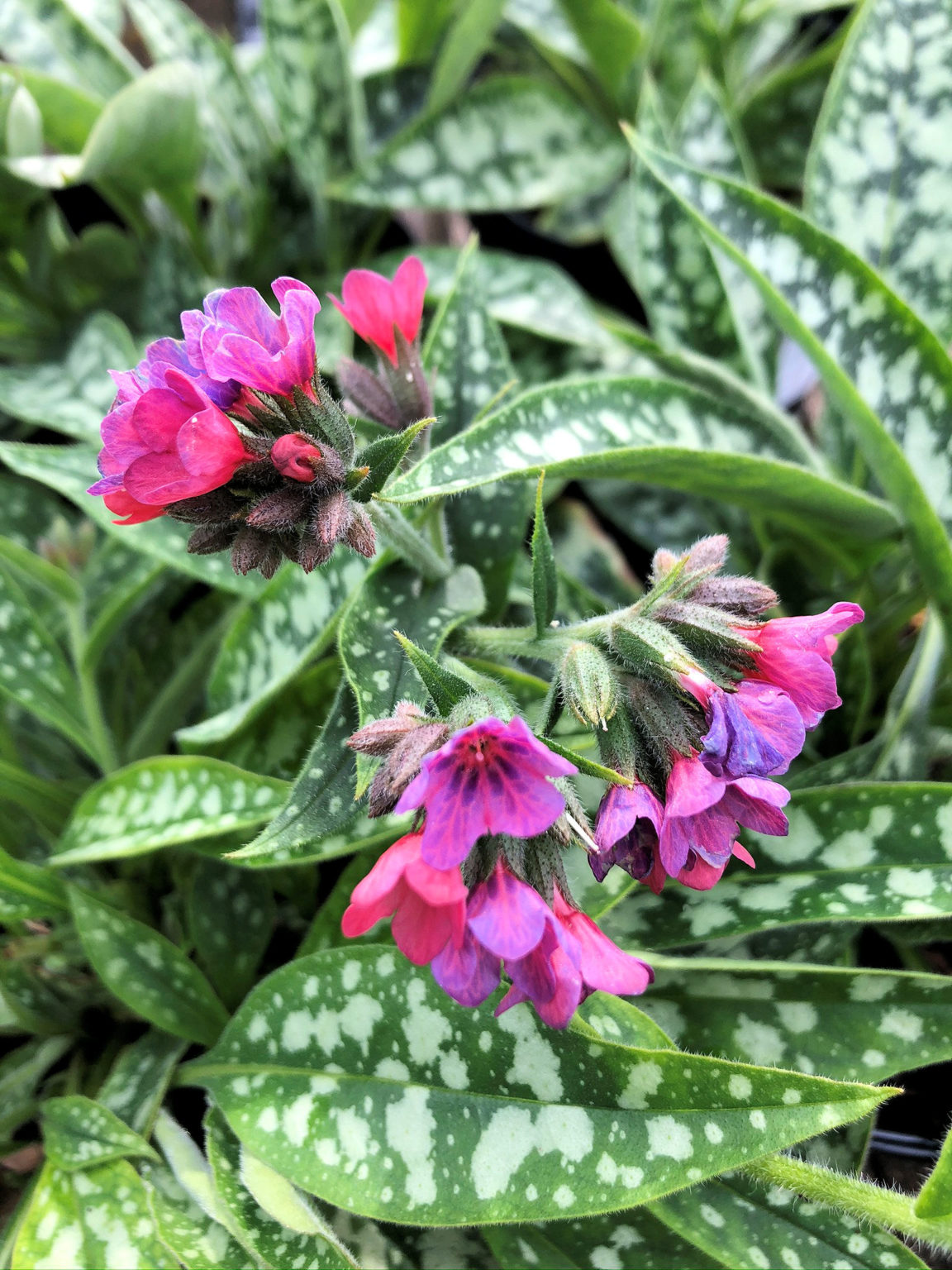 Lungwort Raspberry Splash - Stadler Nurseries