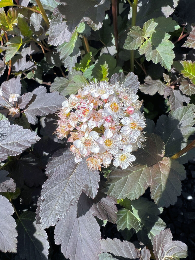 Ninebark Diablo - Stadler Nurseries