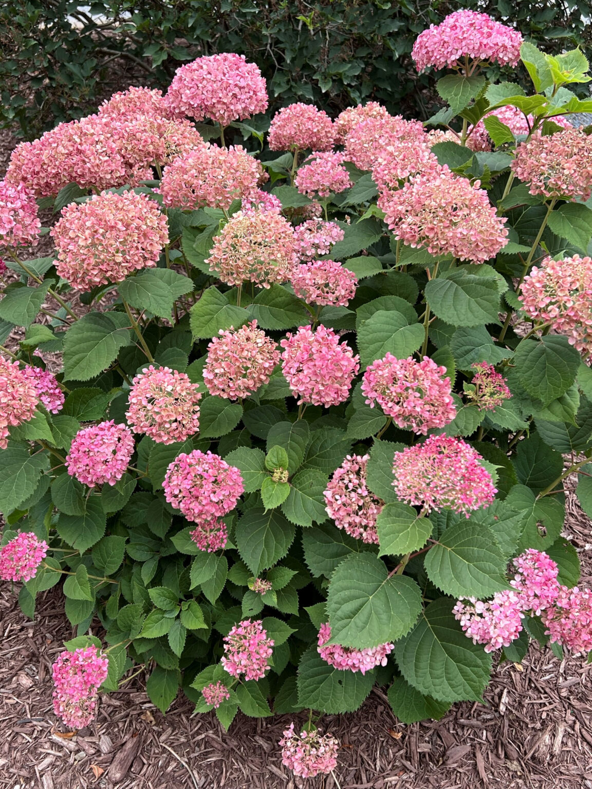 Hydrangea Invincibelle Mini Mauvette® - Stadler Nurseries