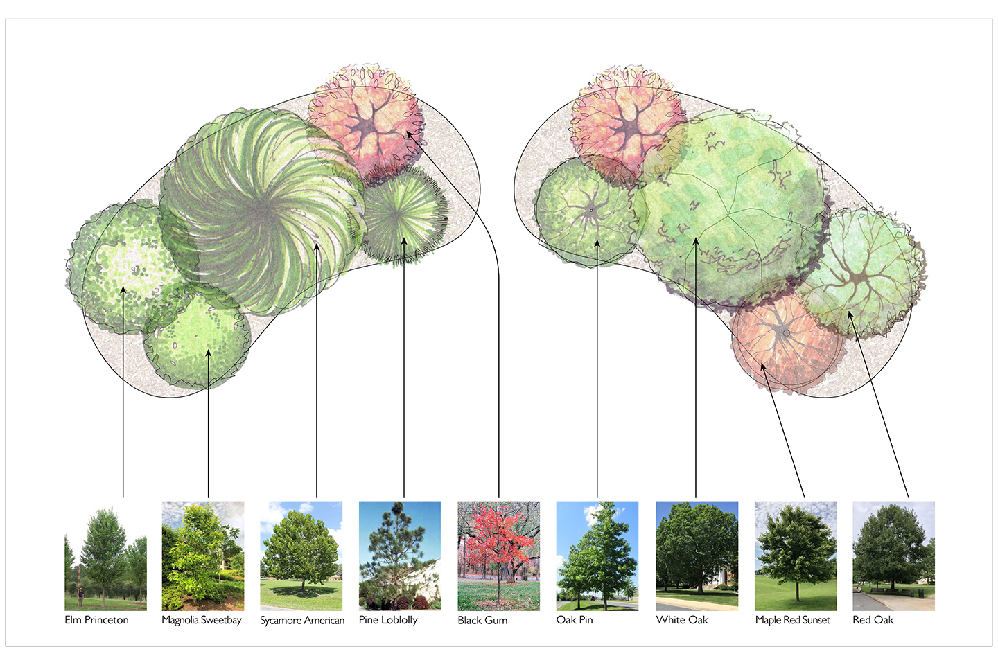 Plant for the Planet - Stadler Nurseries