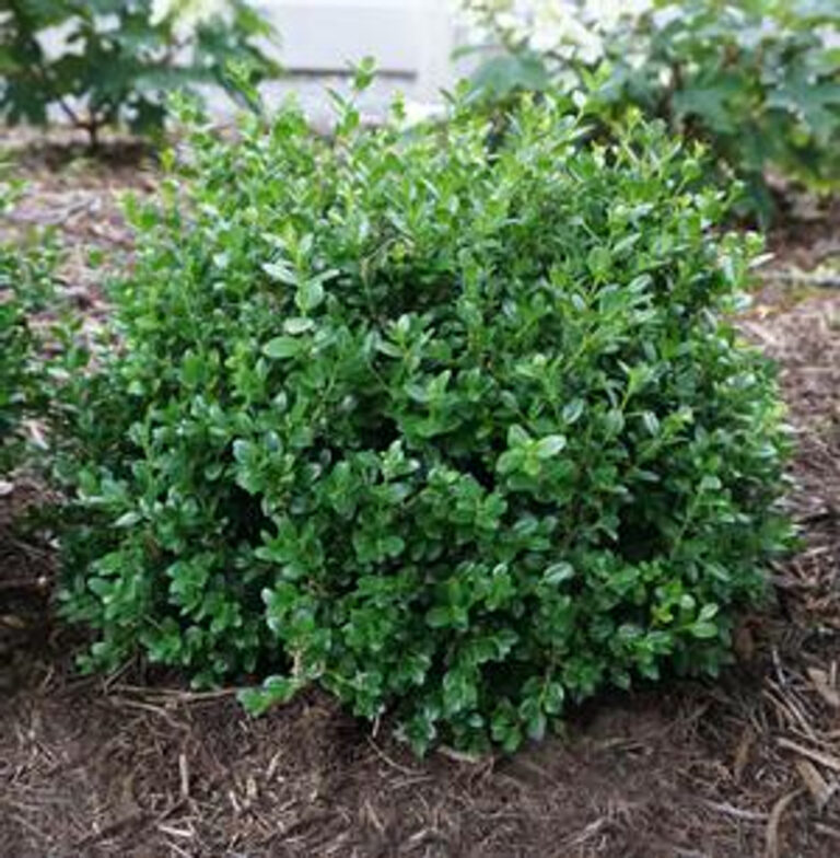 Buy Boxwood Little Missy | Shop Boxwood Evergreen Shrubs