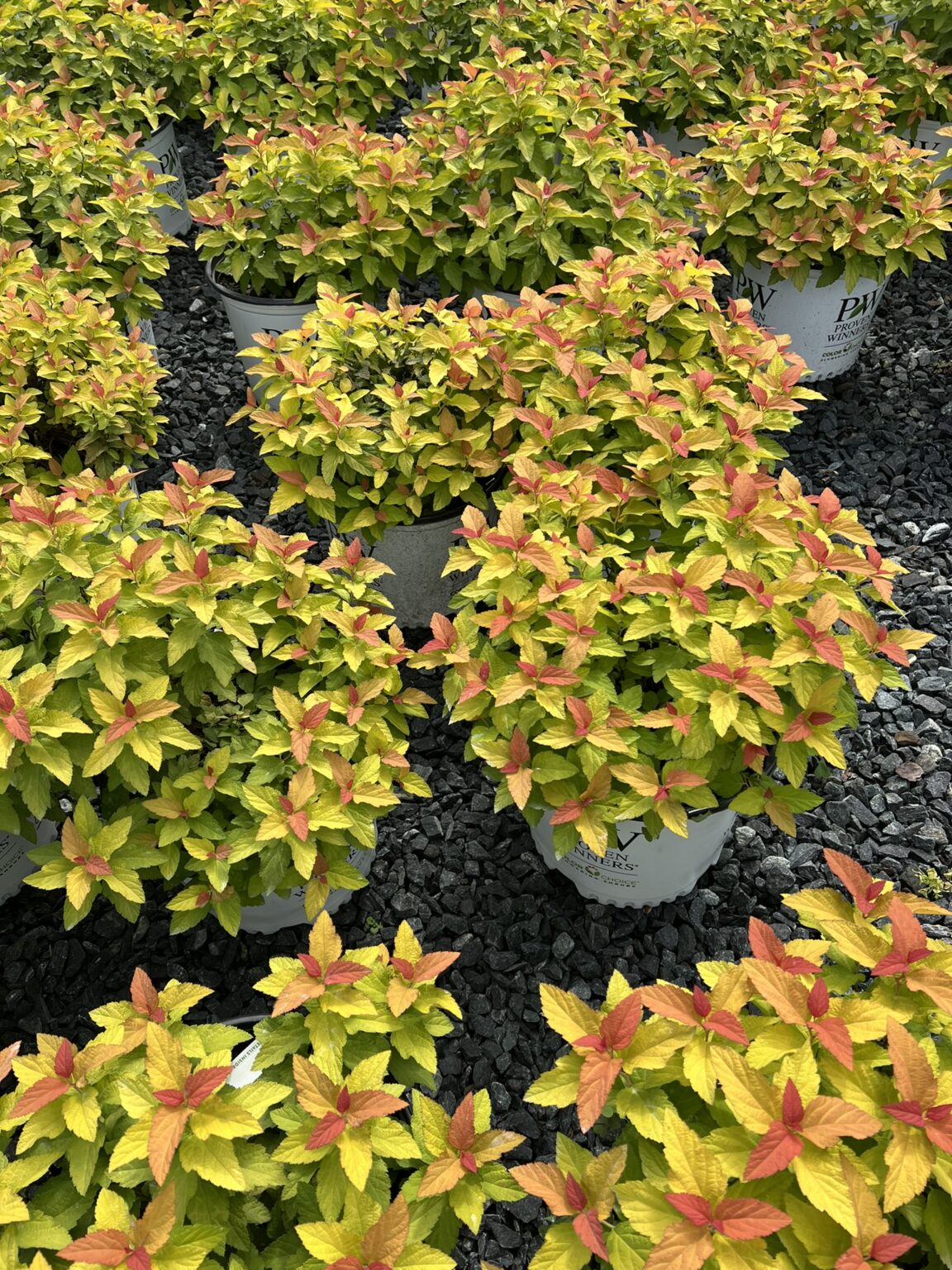 Spirea Double Play® Candy Corn® - Stadler Nurseries