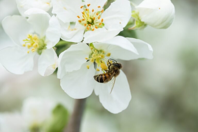 Let's Plant Trees for the Pollinators! - Stadler Nurseries