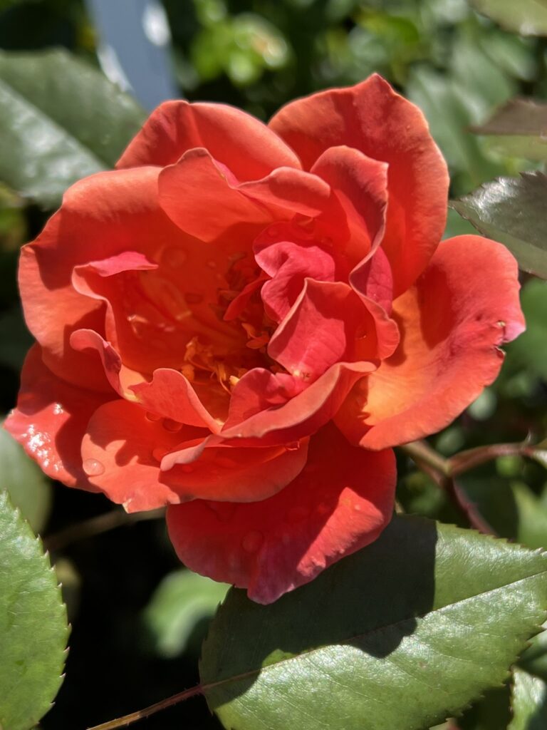 Rose Coral Knockout® - Stadler Nurseries