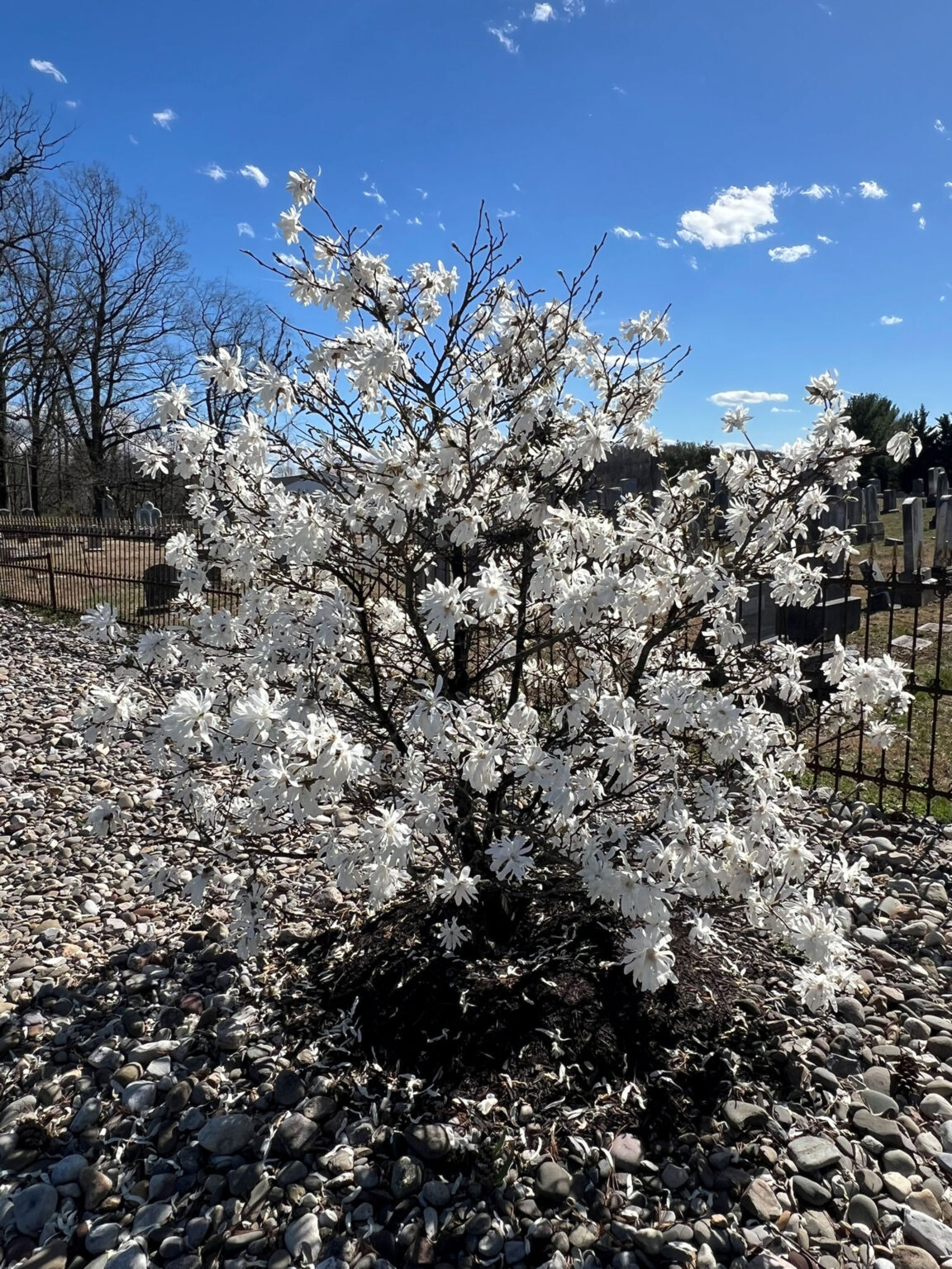 Magnolia Royal Star - Stadler Nurseries