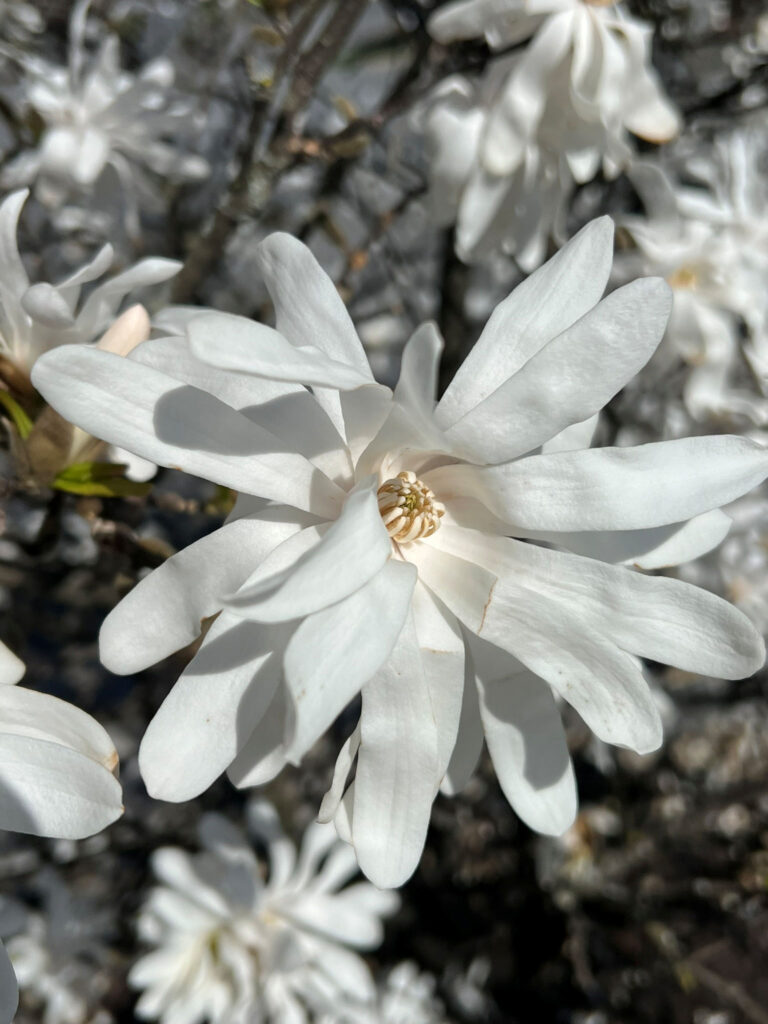 Magnolia Royal Star - Stadler Nurseries