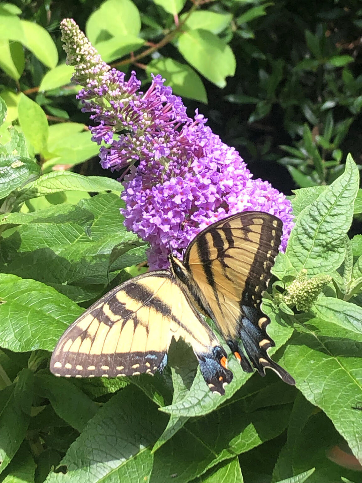 Should You Cut Back Butterfly Bush in the Fall?