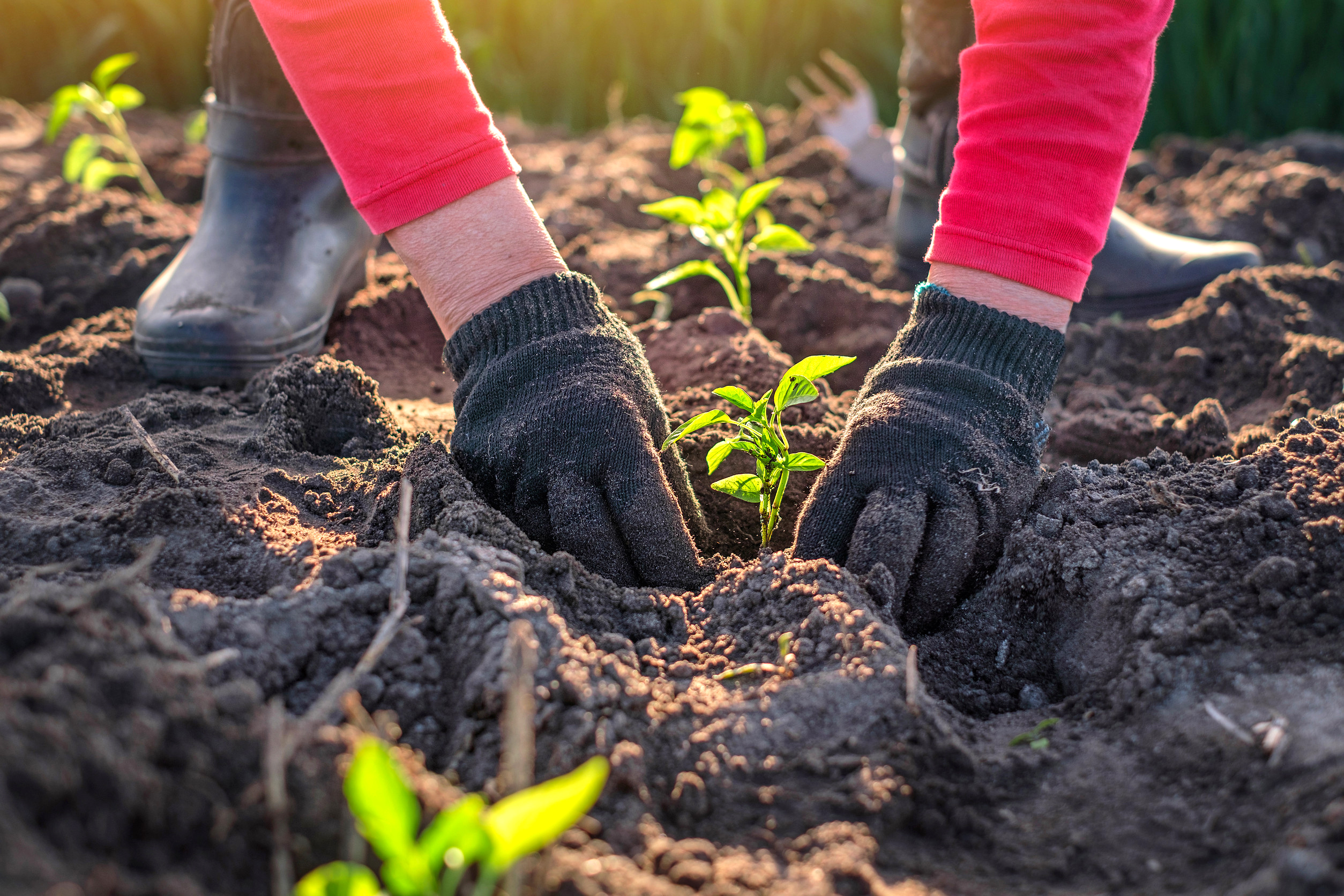 Planting Tips for Cool-Season Vegetables and Strawberries